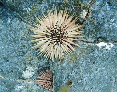 Sea urchins nestle at Ahihi Kinau | News, Sports, Jobs - Maui News